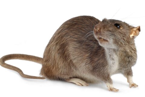 Características de la Rata Gris | ITM servicios ambientales